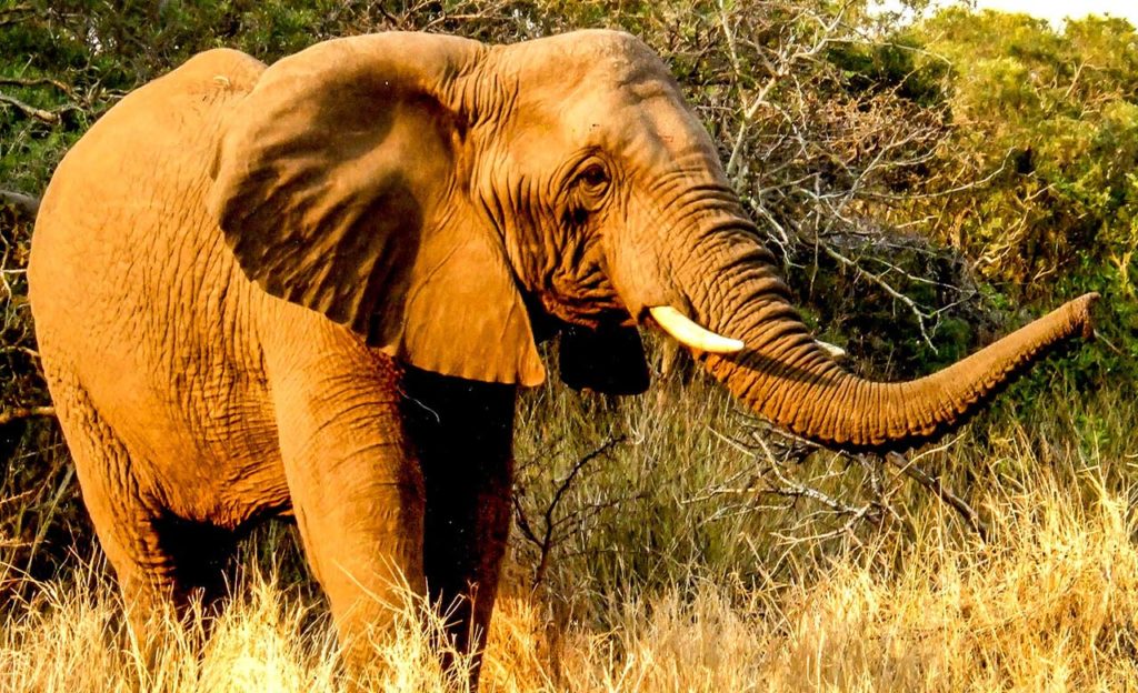 National Parks In Burkina Faso | Discover Burkina-Faso